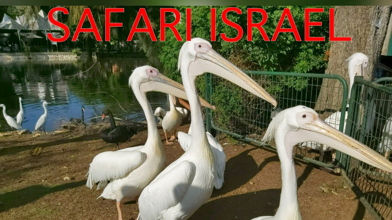 SAFARI (zoo) ISRAEL - YouTube