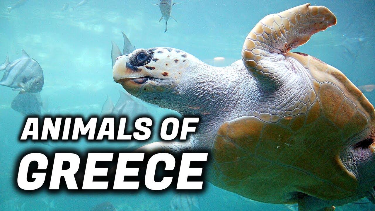 What Is The National Animal Of Greece? - YouTube