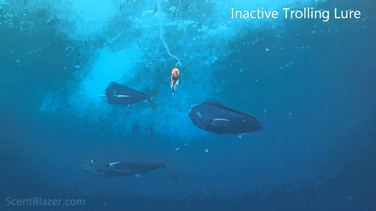 Active Vs Inactive Trolling Lures Dorado - Dolphinfish - YouTube