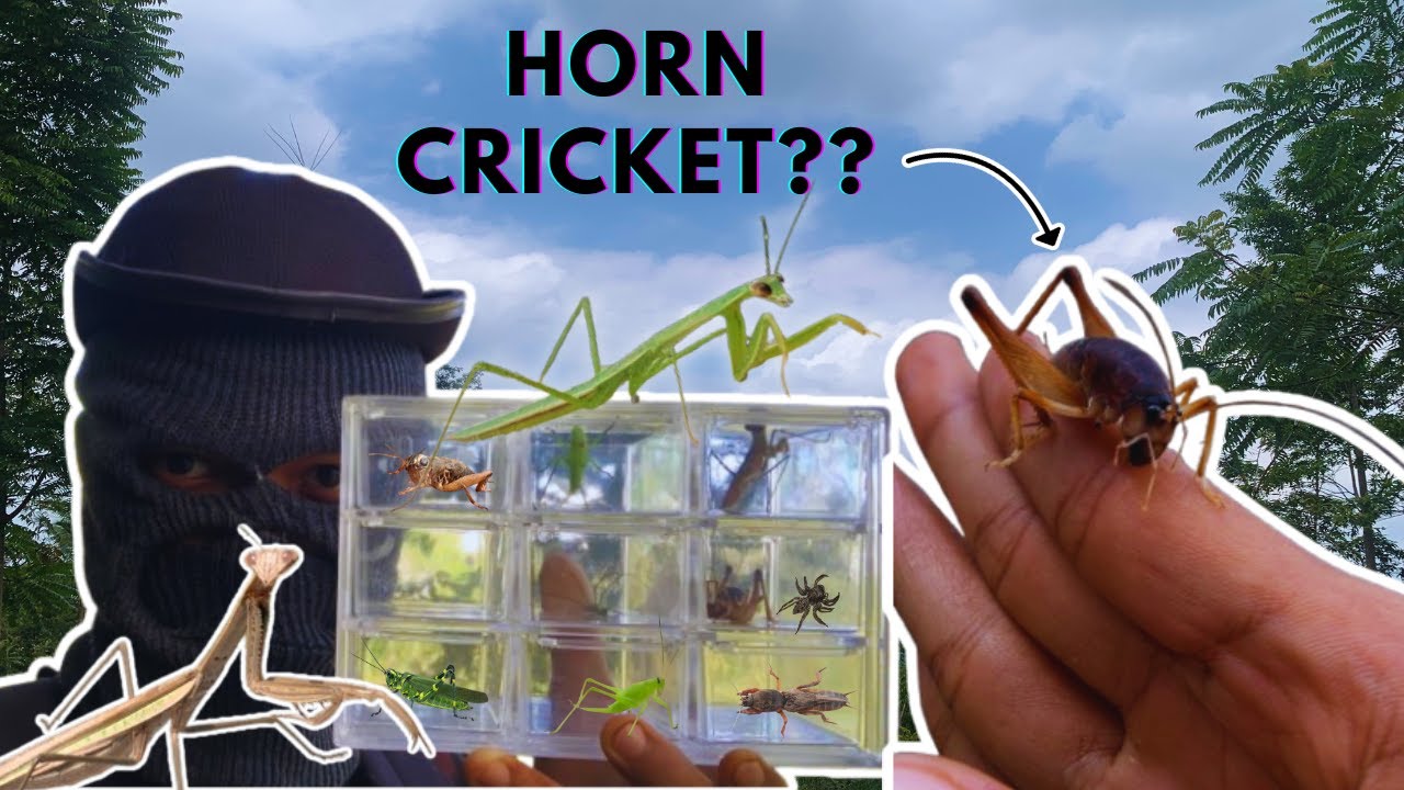 Capture And Observe insects!! Cricket, Mantis, more insect - YouTube