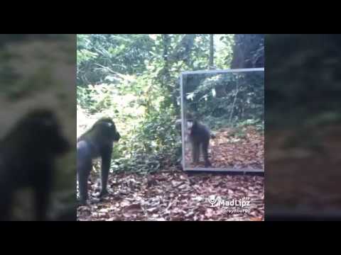 Komik Kürtçe VINELER(KURDI HENEK)