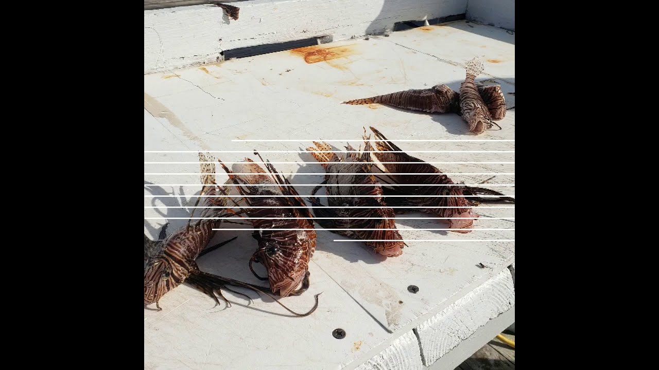 Skeleton sighting in a sunken plane while diving - YouTube