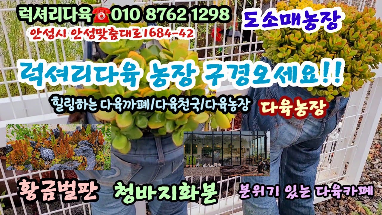 안성에 대규모농장 카폐가 있는 럭셔리다육 도소매농장 분위기좋은 다육카폐 편안한주차시설 힐링할수있는 다육농장유료