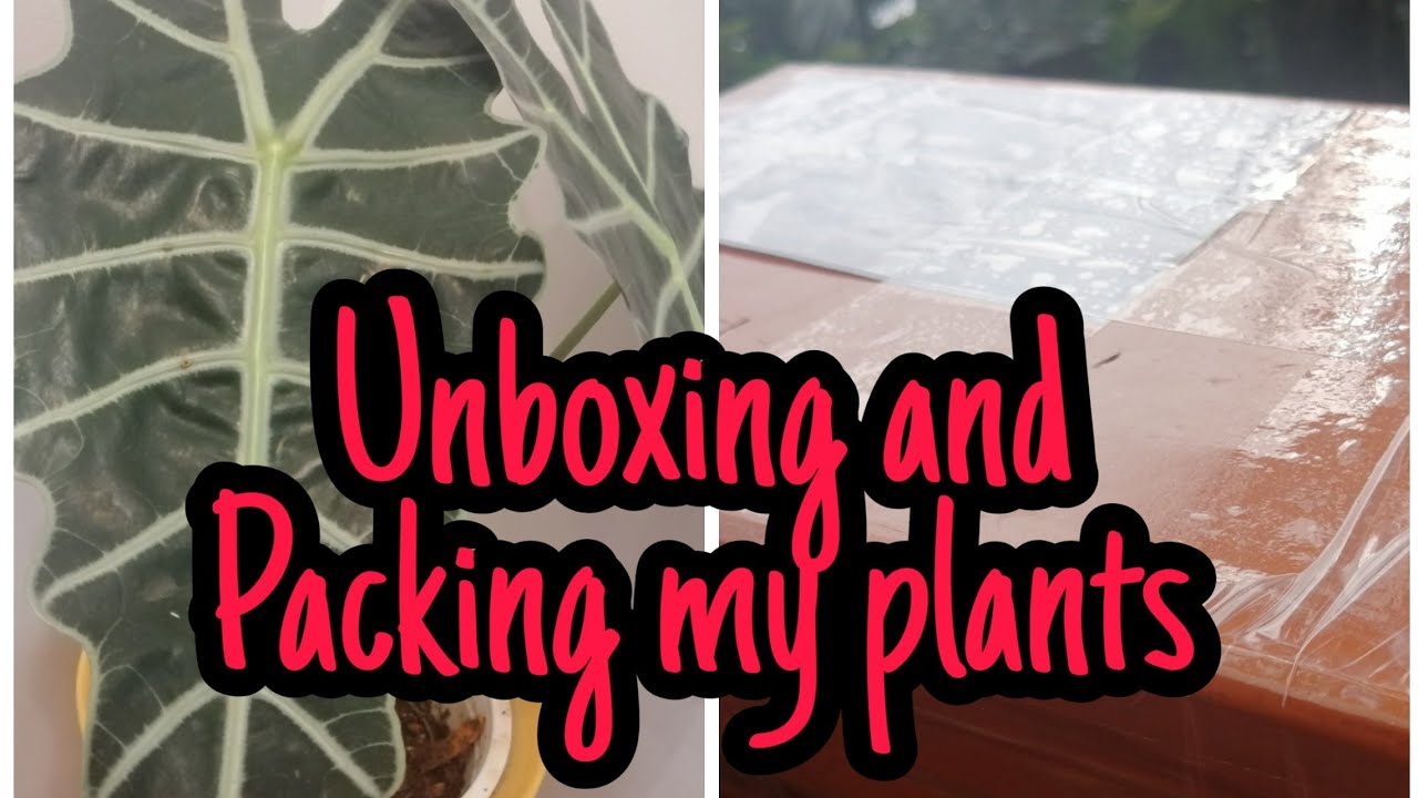 PLANT UNBOXING AND PACKING VIDEO🌱😍|Plant exchange video| - YouTube