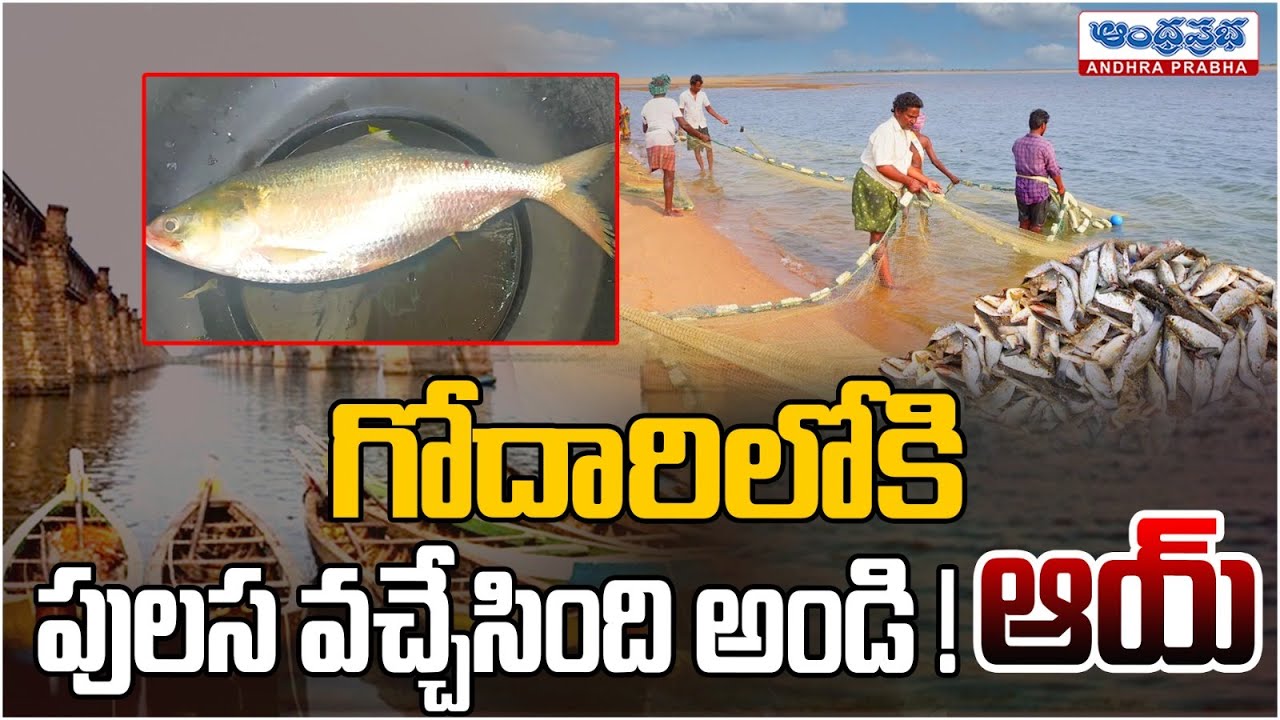Godavari's Famous Pulasa Fish | Pulasa Fish Rate | Journalist Durga ...