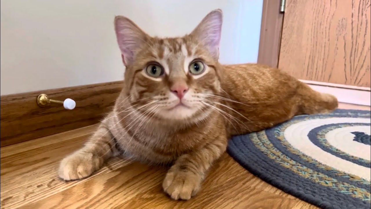 Noah The Cat - YouTube