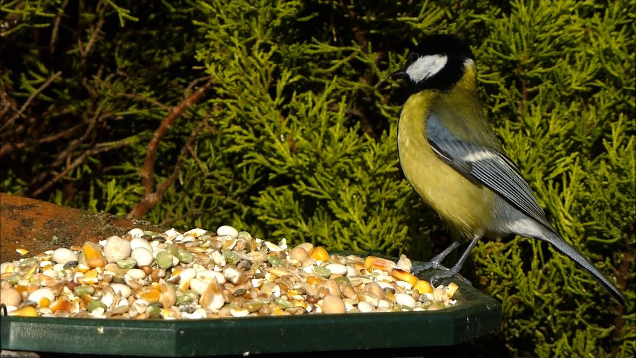 OISEAUX (16) BIRDS (10 DEC 2015), FRANCE. FRENCH BIRDS OISEAUX FRANCAIS ...