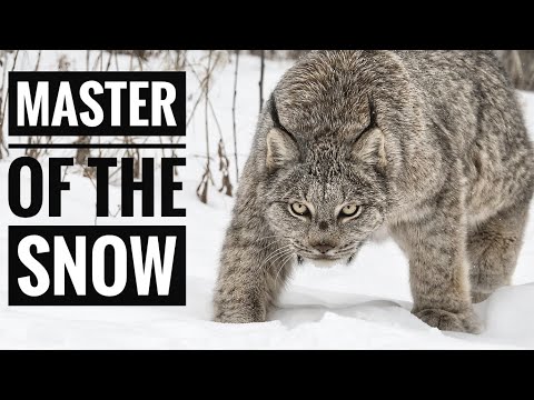Canada Lynx || The Arctic Cat of North America