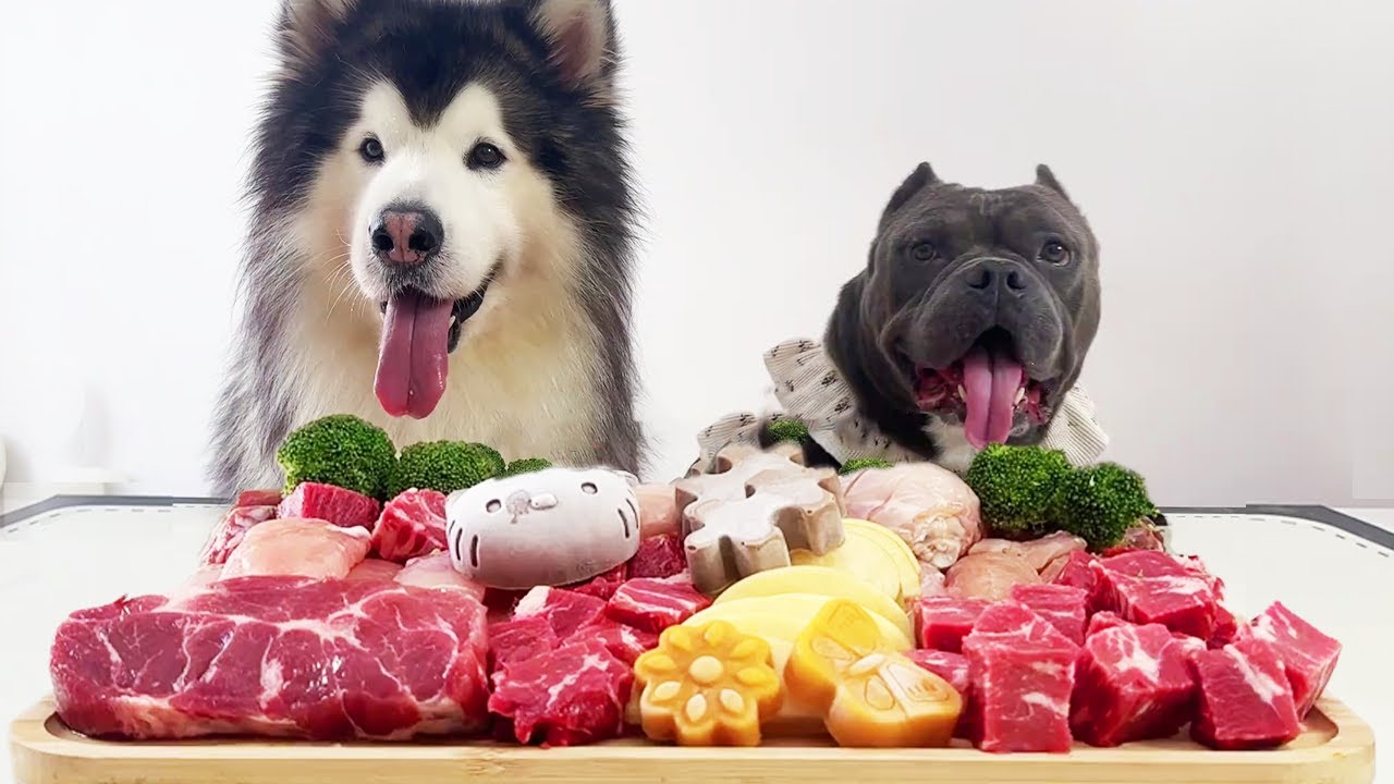 Siblings compete to eat raw meat | Best ASMR Dog In The World #eat ...