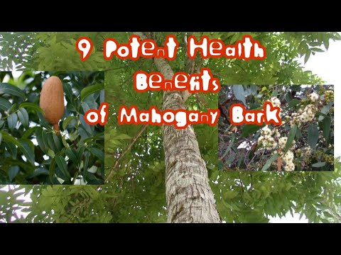 9 Health Benefits of Mahogany Bark - YouTube
