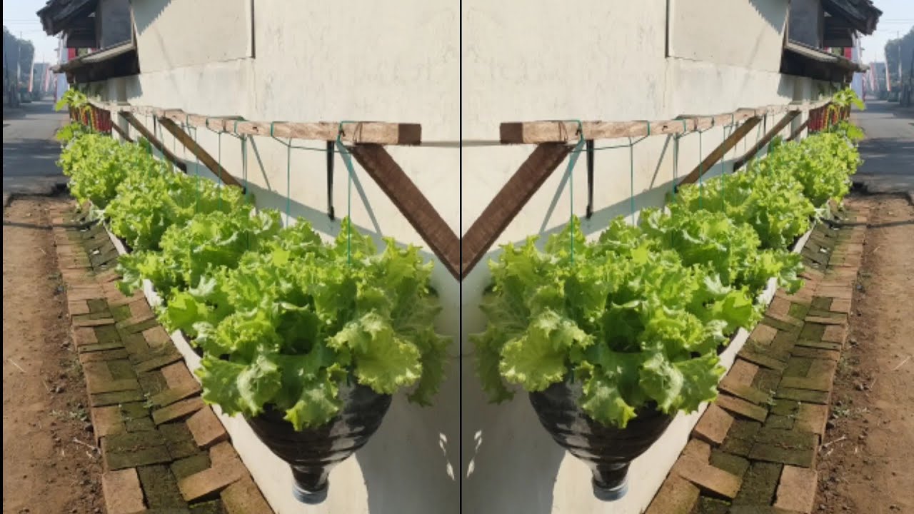 dinding yang ditumbuhi selada || lettuce overgrown wall - YouTube