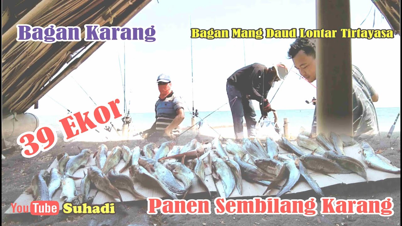 Panen Sembilang Karang di Bagan Karang (Bagan Mang Daud Lontar ...