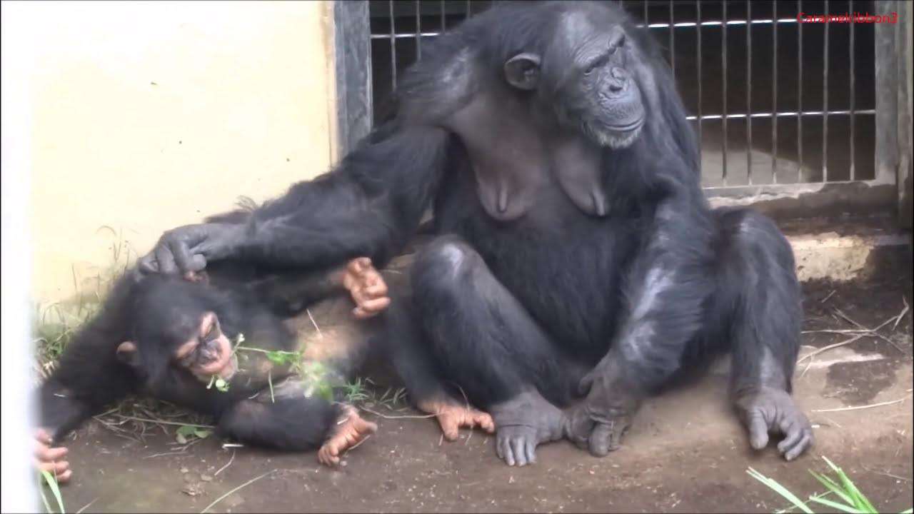 Chimpanzee Momoko and her baby Fubuki at Tama Zoo #11 - YouTube
