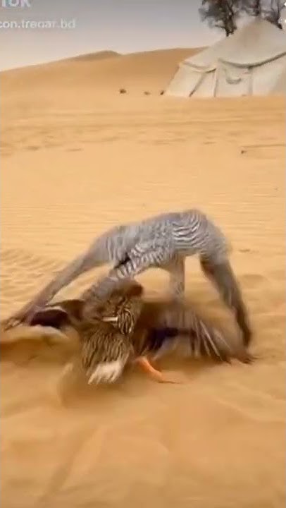 صيد صقور شاهين Youtube