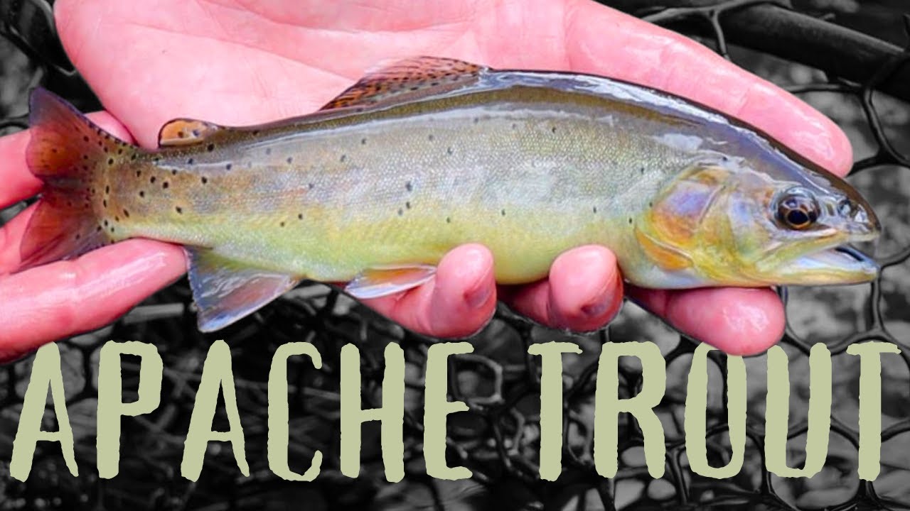 Arizona Native Trout: Isolated in mountain paradise - YouTube
