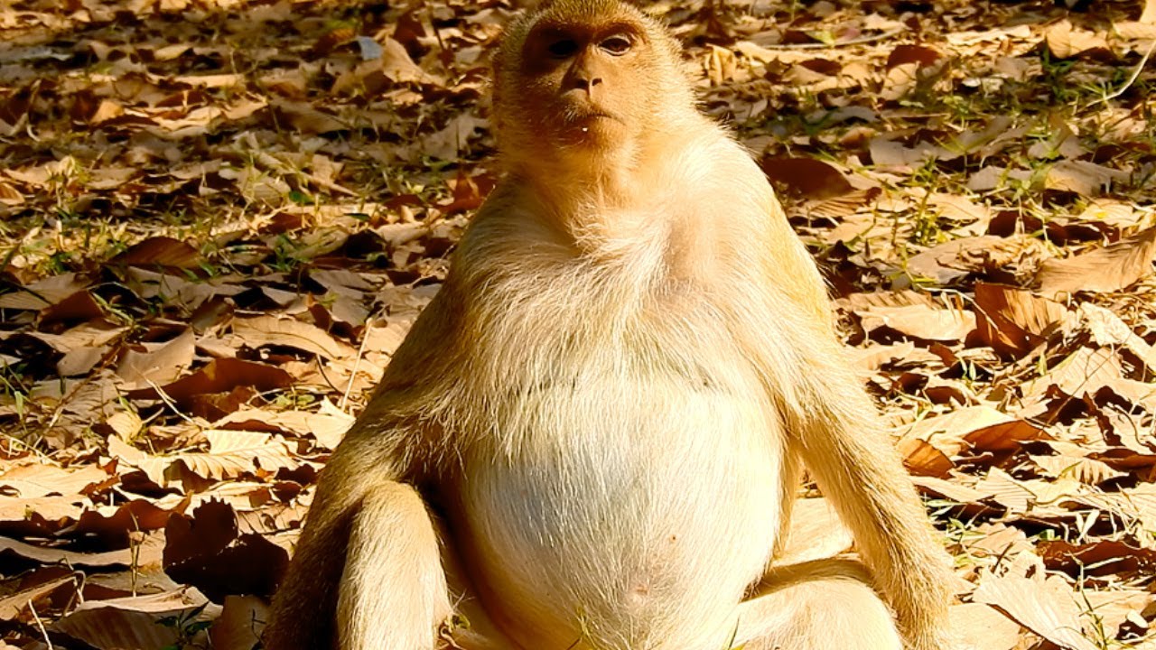 Taking So long with Huge Abdomen, Pregnancy Monkey Bridget Not Yet Give ...