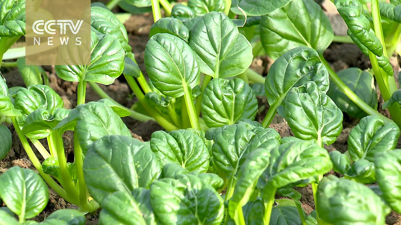Organic farming set for boom in China? — 20150612 - YouTube