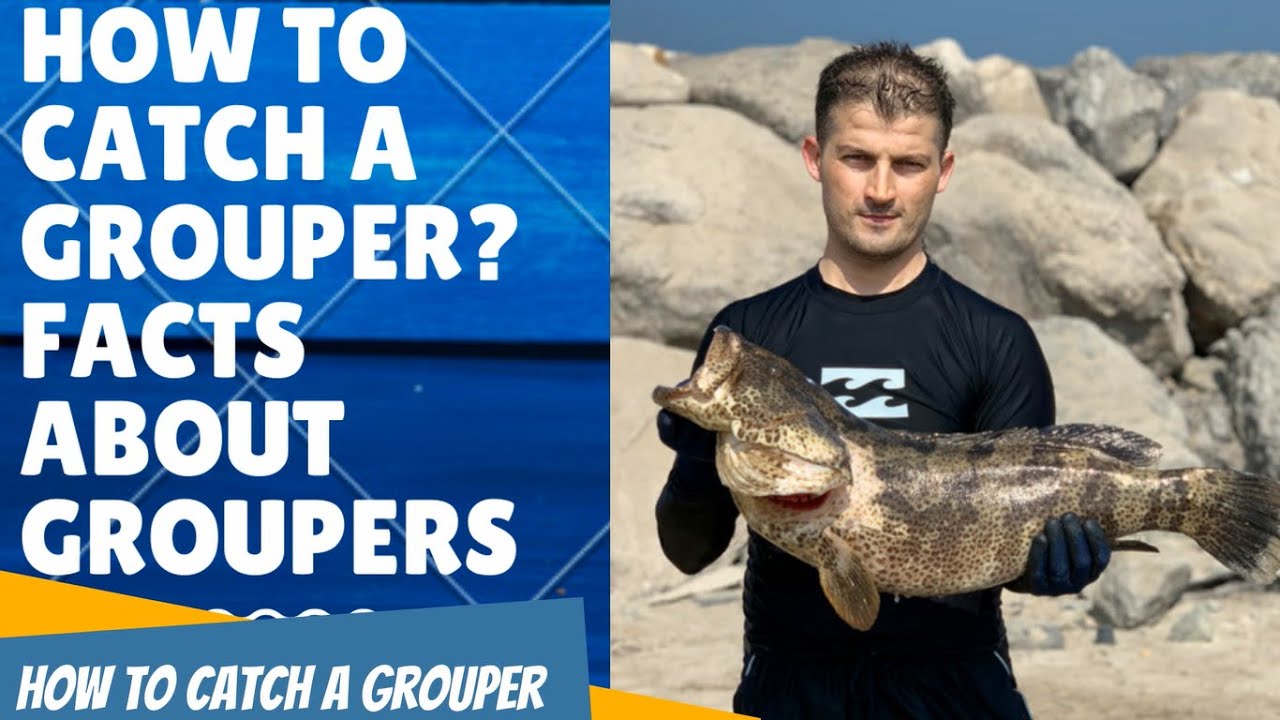Interesting Facts about Groupers | Fresh fish for dinner & give away ...