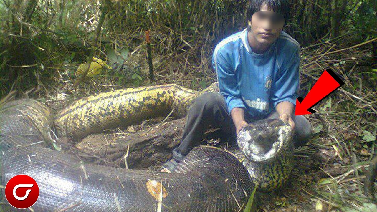 Monster Penunggu Hutan Kalimatan! Ular Piton Raksasa Berhasil Ditangkap ...