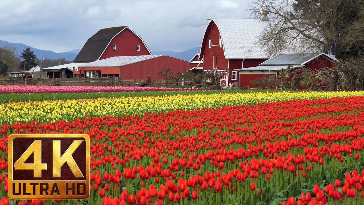 4K Multicolored Tulips - Flowers Relaxation Video | Skagit Valley Tulip ...