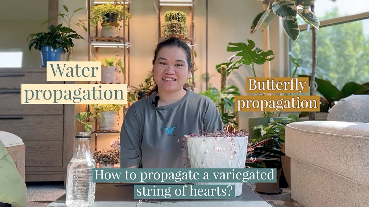 How to propagate a variegated string of hearts? Water propagation and butterfly propagation ...