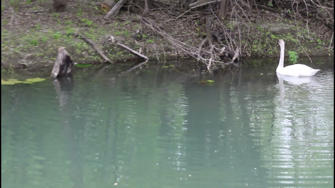 WHITE DUCK VS BEAVER - YouTube