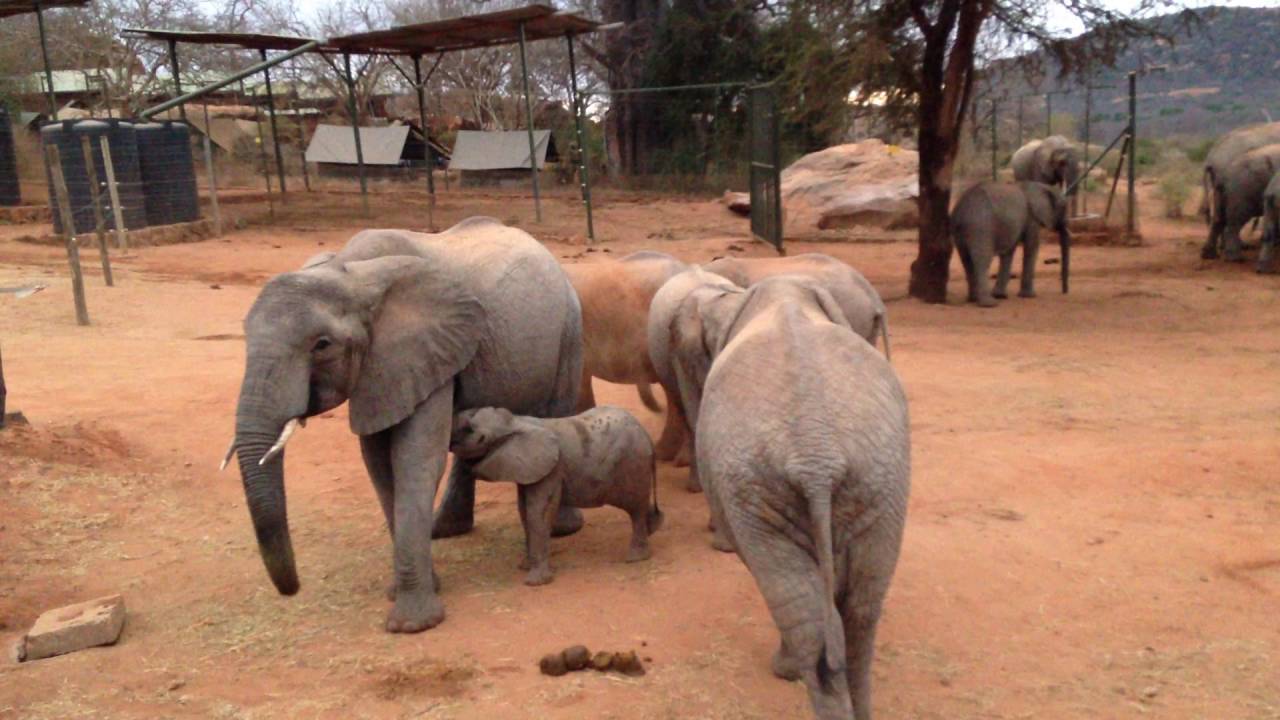 Ithumba Unit: Two Babies (6-27-15) - YouTube
