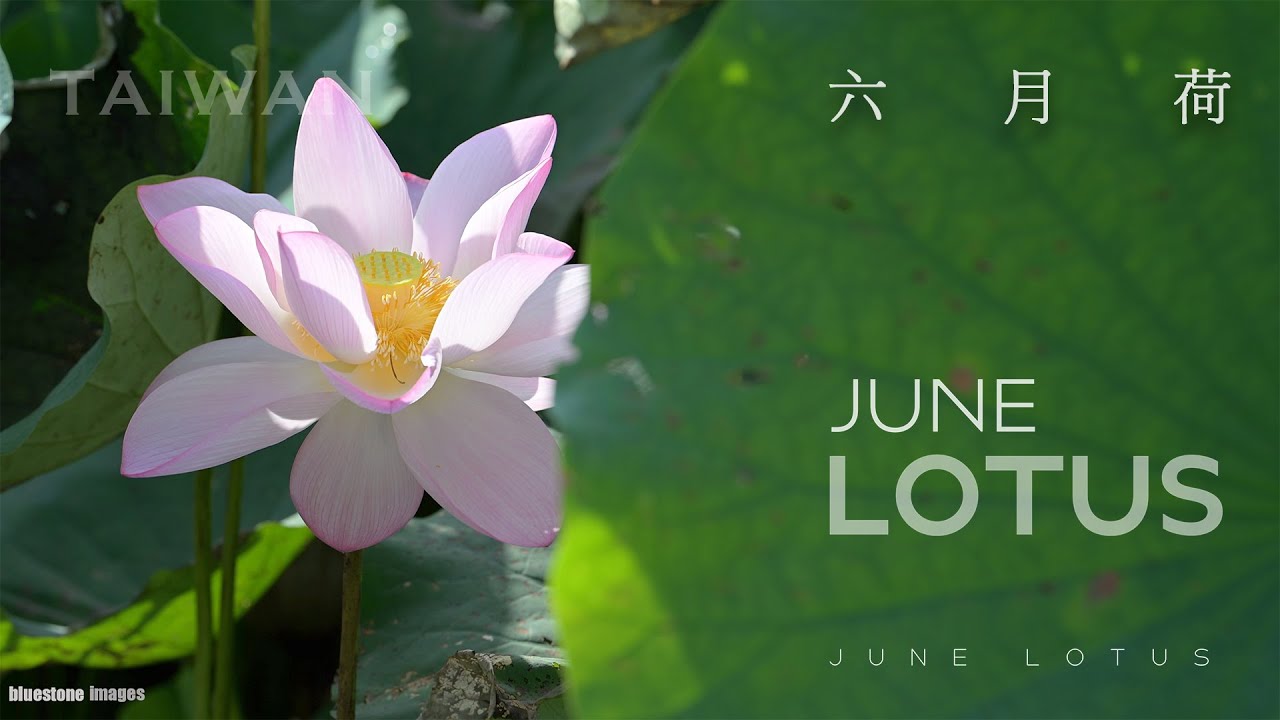 六月荷｜JUNE LOTUS - YouTube