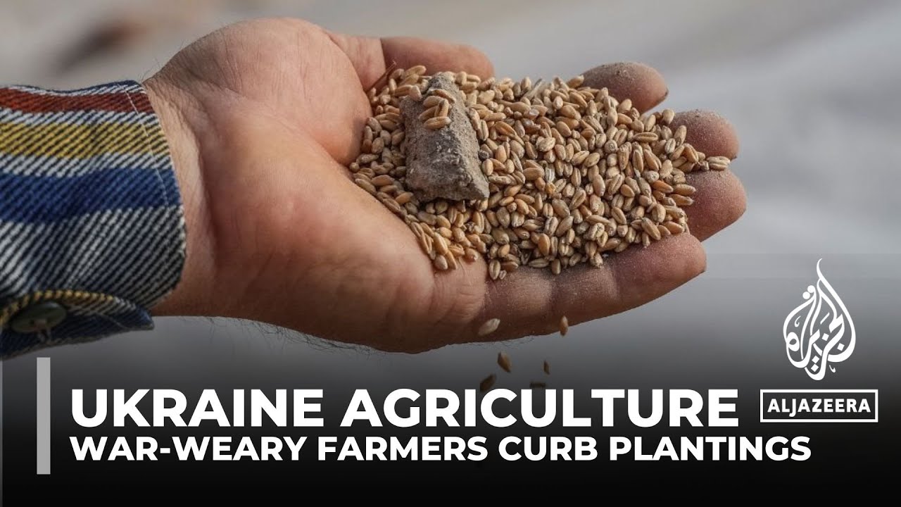 Ukraine agriculture: War-weary farmers curb plantings - YouTube