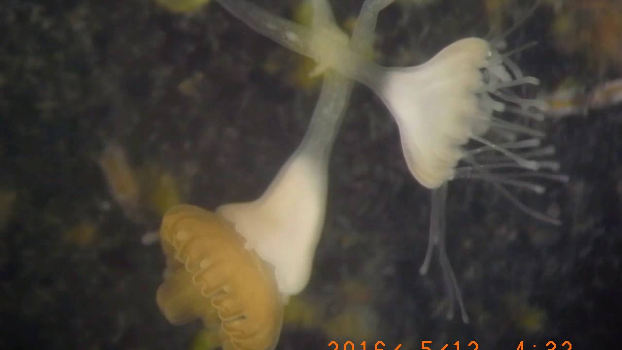 Strobilation of Sanderia malayensis - YouTube