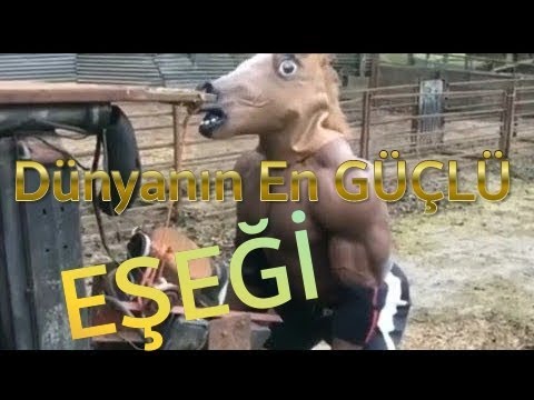Dünyanın en güçlü 5 Eşşek Cinsi