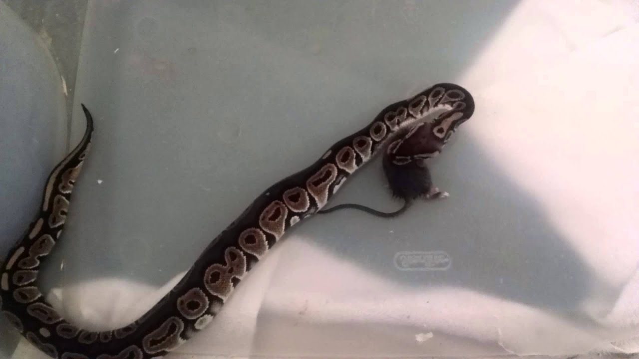 Pickles eating a mouse. - YouTube