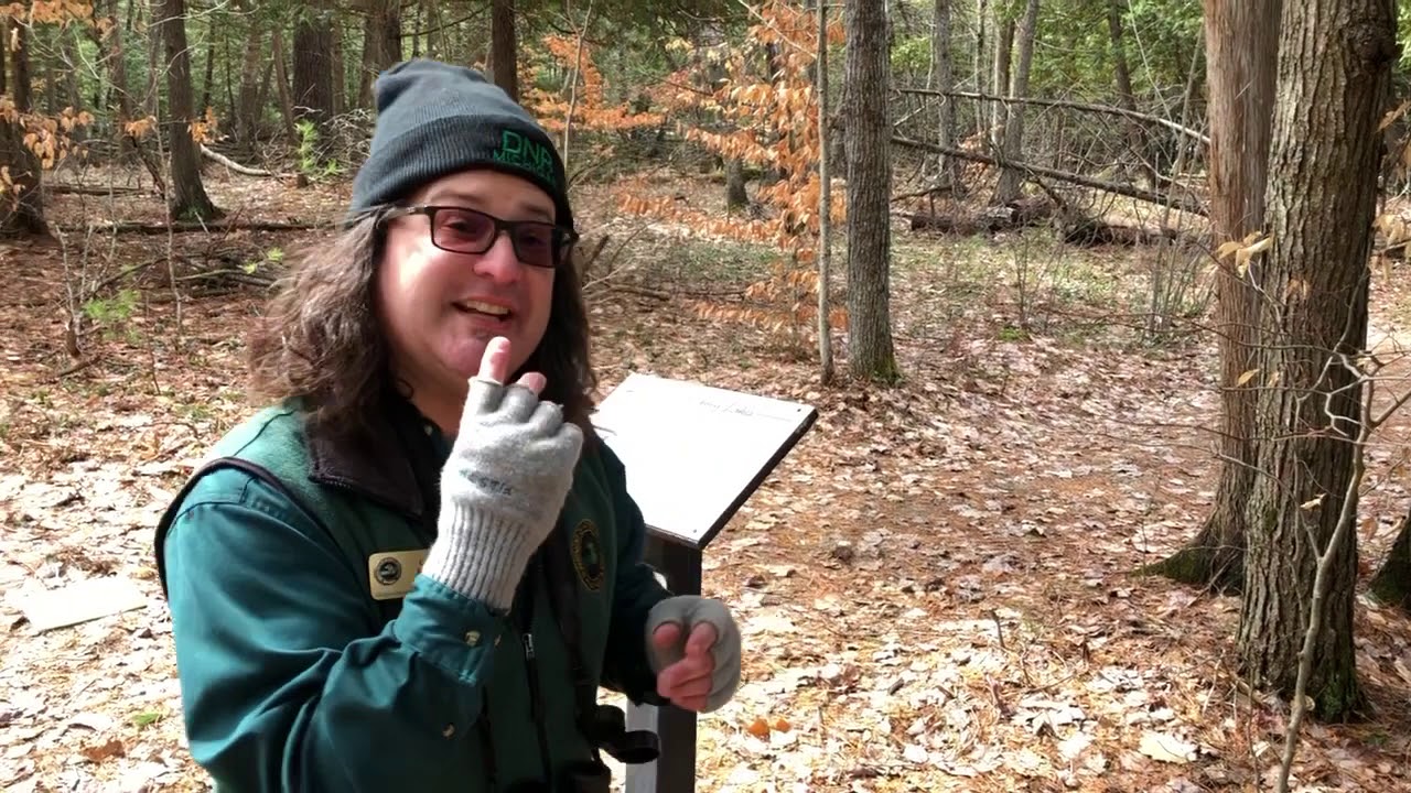 Hartwick Pine Tree Detectives White Cedar - YouTube