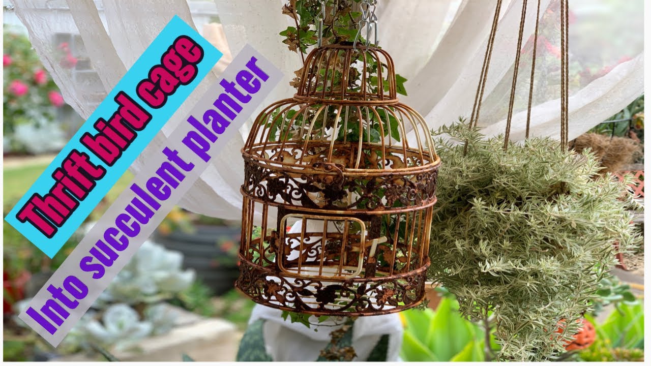 Rusty bird cage into a beautiful succulent hanging planter./Vlog4 - YouTube