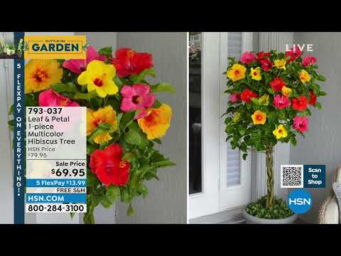 Leaf   Petal Designs 1piece Multicolor Braided Hibiscus ...