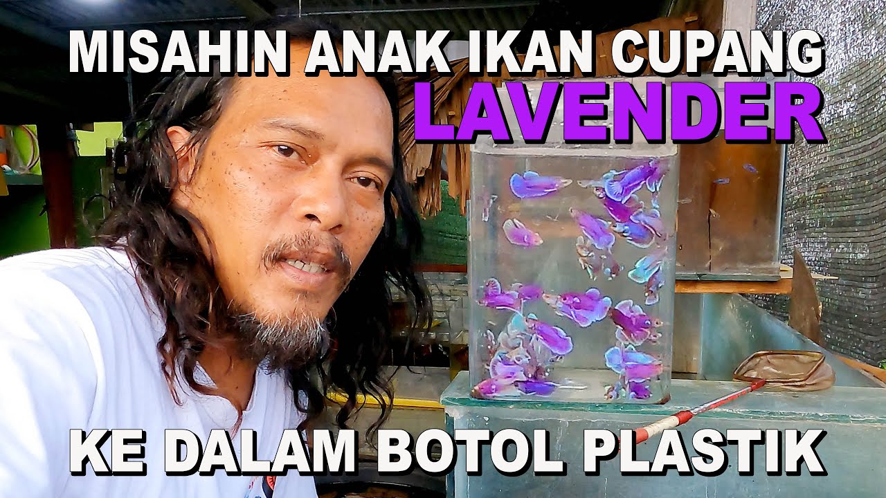 MISAHIN ANAK ANAK IKAN CUPANG LAVENDER USIA 2 BULAN DALAM BOTOL PLASTIK ...