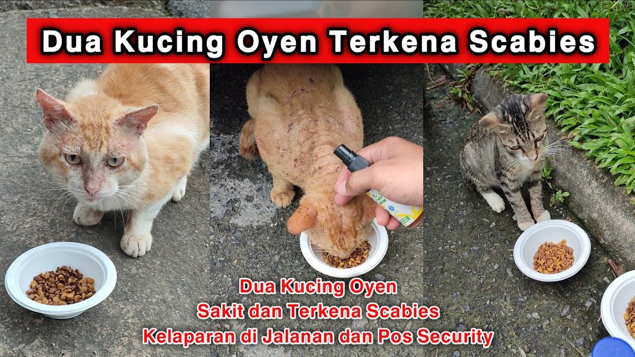 Jumpa Dua Kucing Oren Yang Terkena Penyakit Kulit Scabies - YouTube
