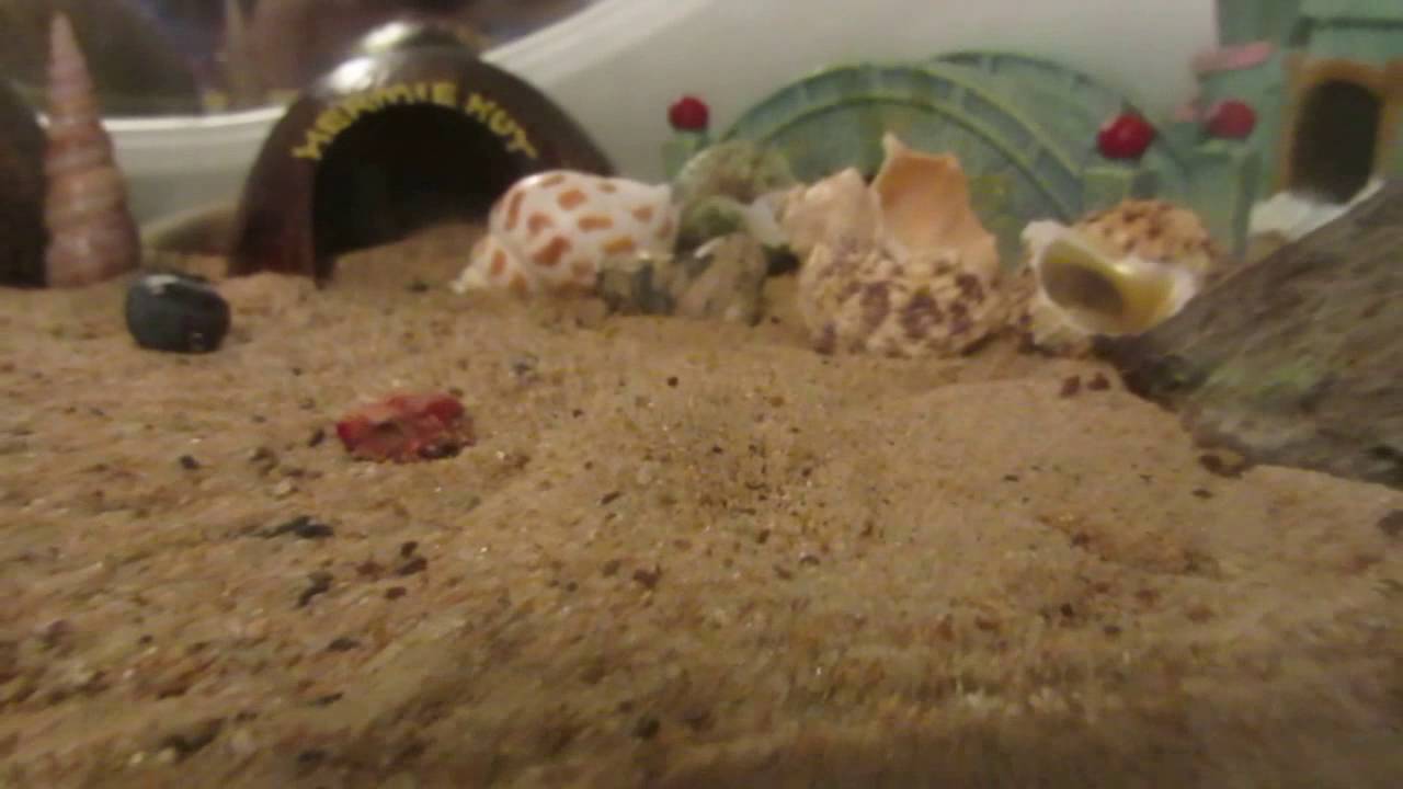 Hermit Crab Update #5 New Tank Setup! - YouTube