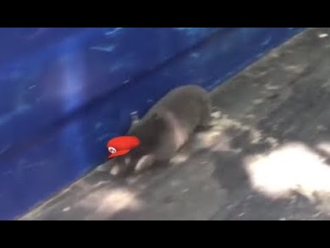 SUPER MOLE BROS - YouTube