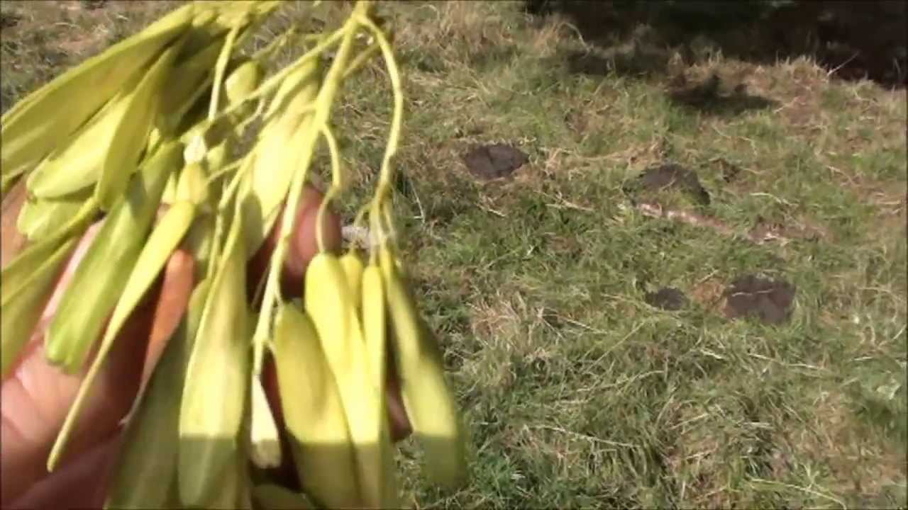 Ash keys in Autumn - YouTube