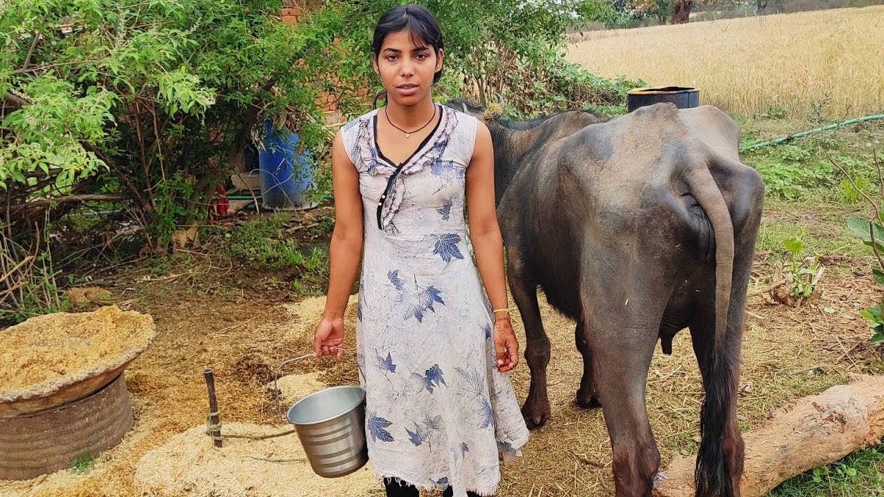 Buffalo milking by hand | milking buffalo by hand | milking buffalo ...