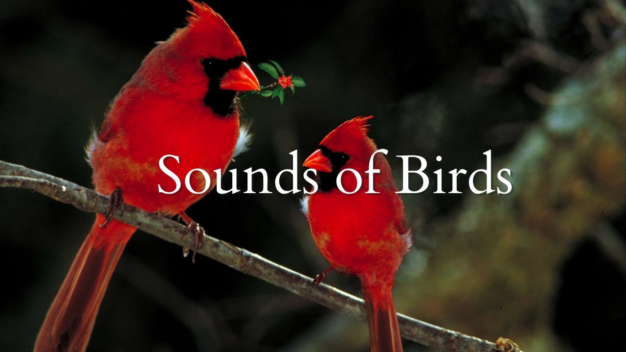 Northern Cardinal Bird Sound, Beautiful and Natural sound of singing ...