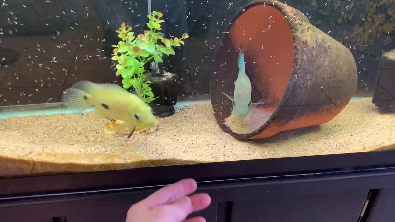 6” Rio Mag Umbee Pair with fry (pair raised from babies of my big pair ...