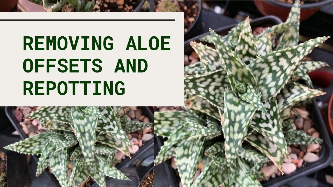 How to Remove Aloe Offsets and Repotting | Repot an Aloe Snowstorm ...