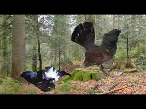 The last mating call of the Capercaillie in Russia