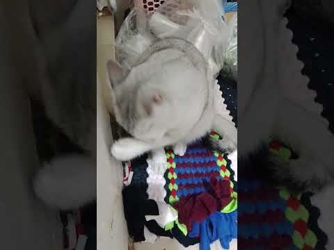 jilat #cat #shorts #fypシ