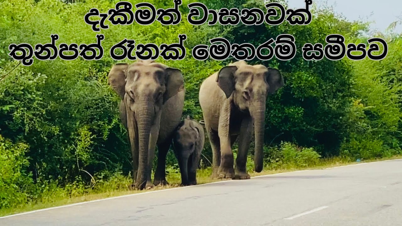 How Adorable Witness the Full Elephant Family Adventure: Mother, Father ...