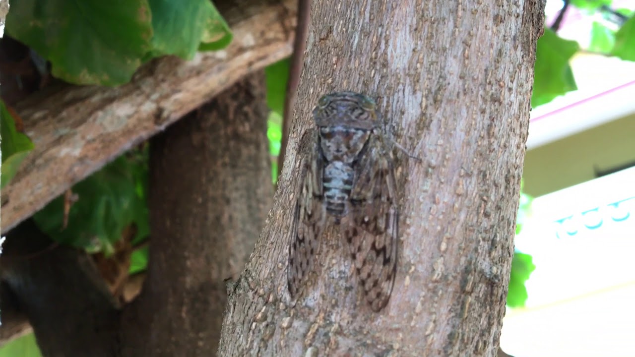 Wasp Sound - YouTube