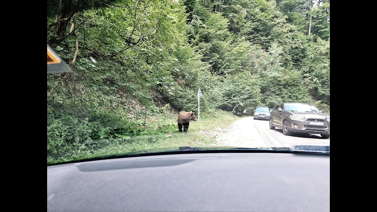 # 37 Trasa Transfogarska w Rumunii - niedźwiedzie na drodze ...
