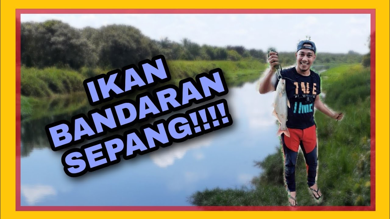 Ikan Bandaran 1 Youtube